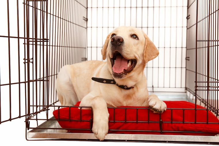 A Guide to Dog Crates: Give Your Pooch a Safe and Comfortable Confinement